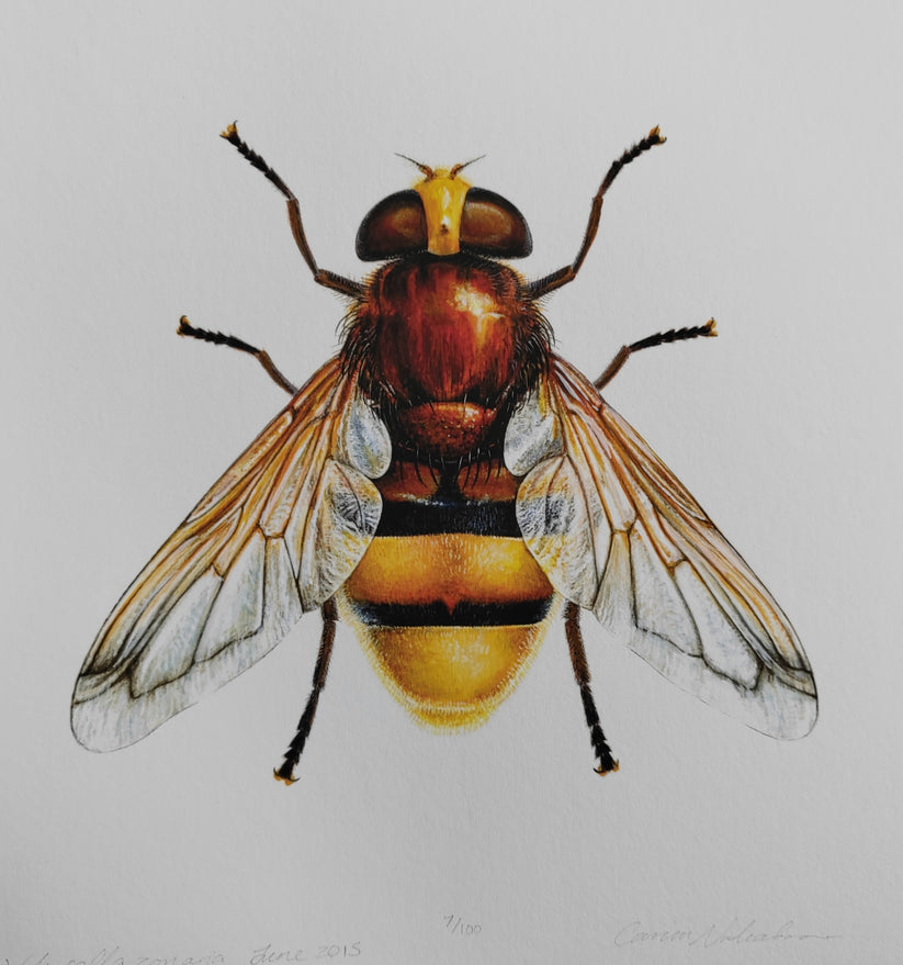 10x10" limited edition art print Volucella zonaria, Hornet mimic hover ...