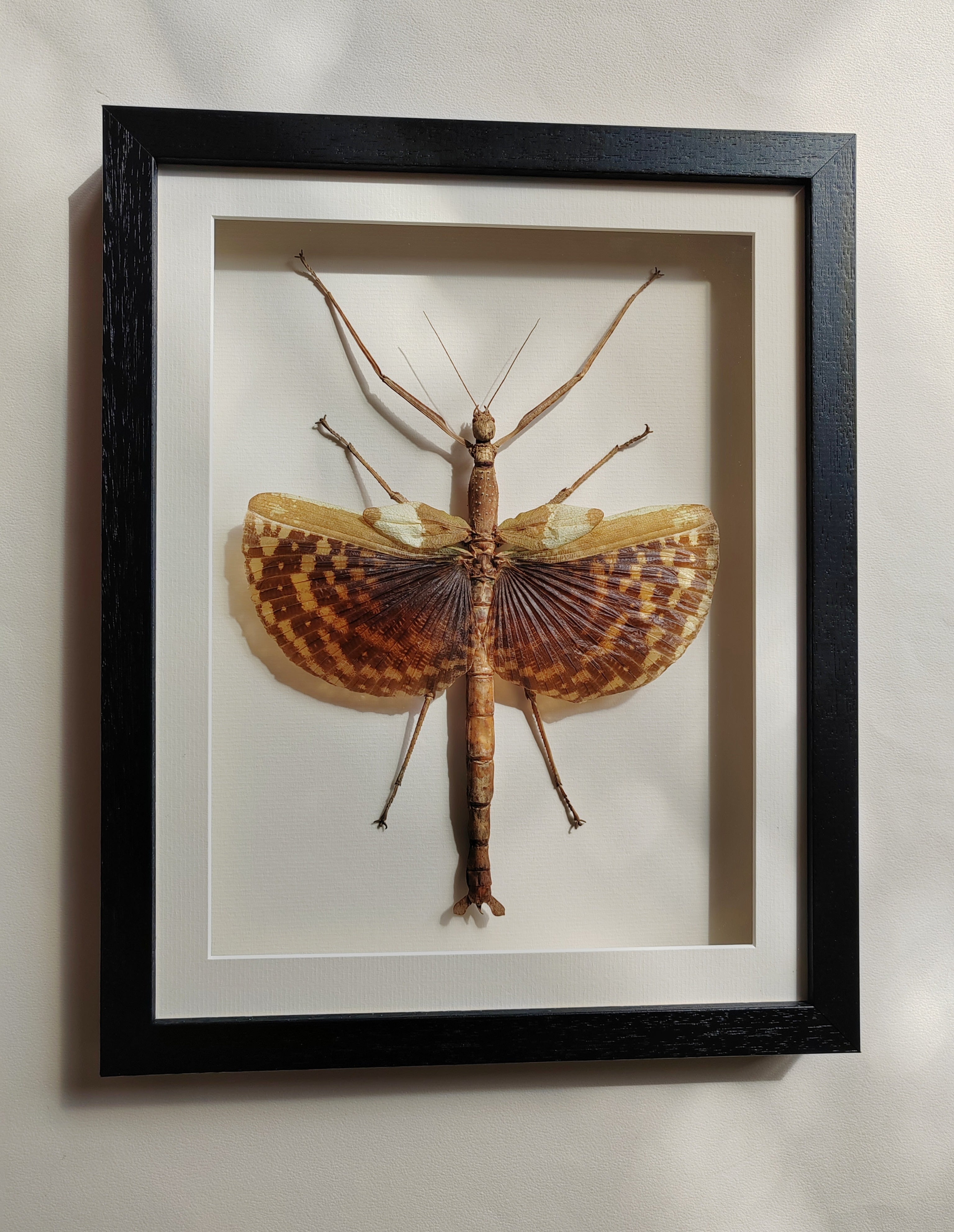 Phasma gigas, real framed specimen, giant stick insect – Carim Nahaboo ...