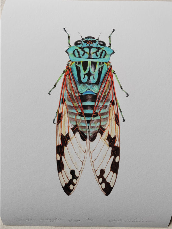 Zammara smaragdina Blue Cicada /emerald cicada limited edition art pri ...