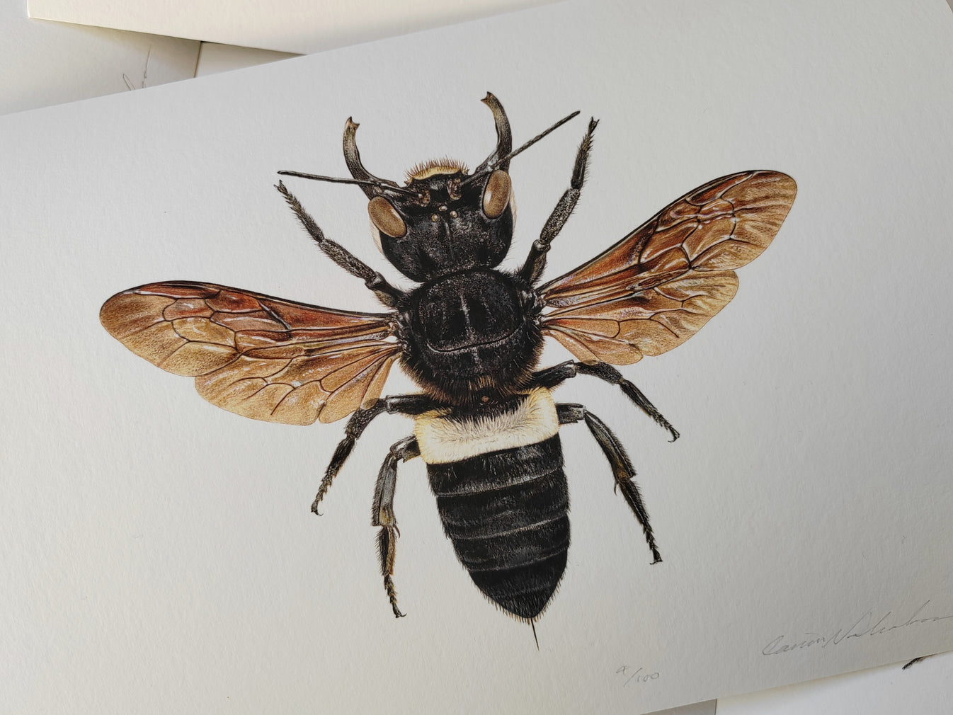 Megachile pluto, A4 sized limited edition art print, Wallace's Giant B ...
