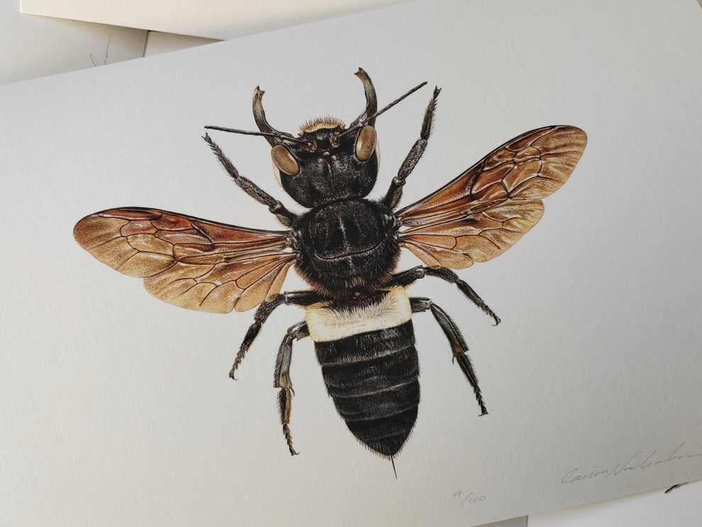 Megachile pluto, A4 sized limited edition art print, Wallace's Giant B ...
