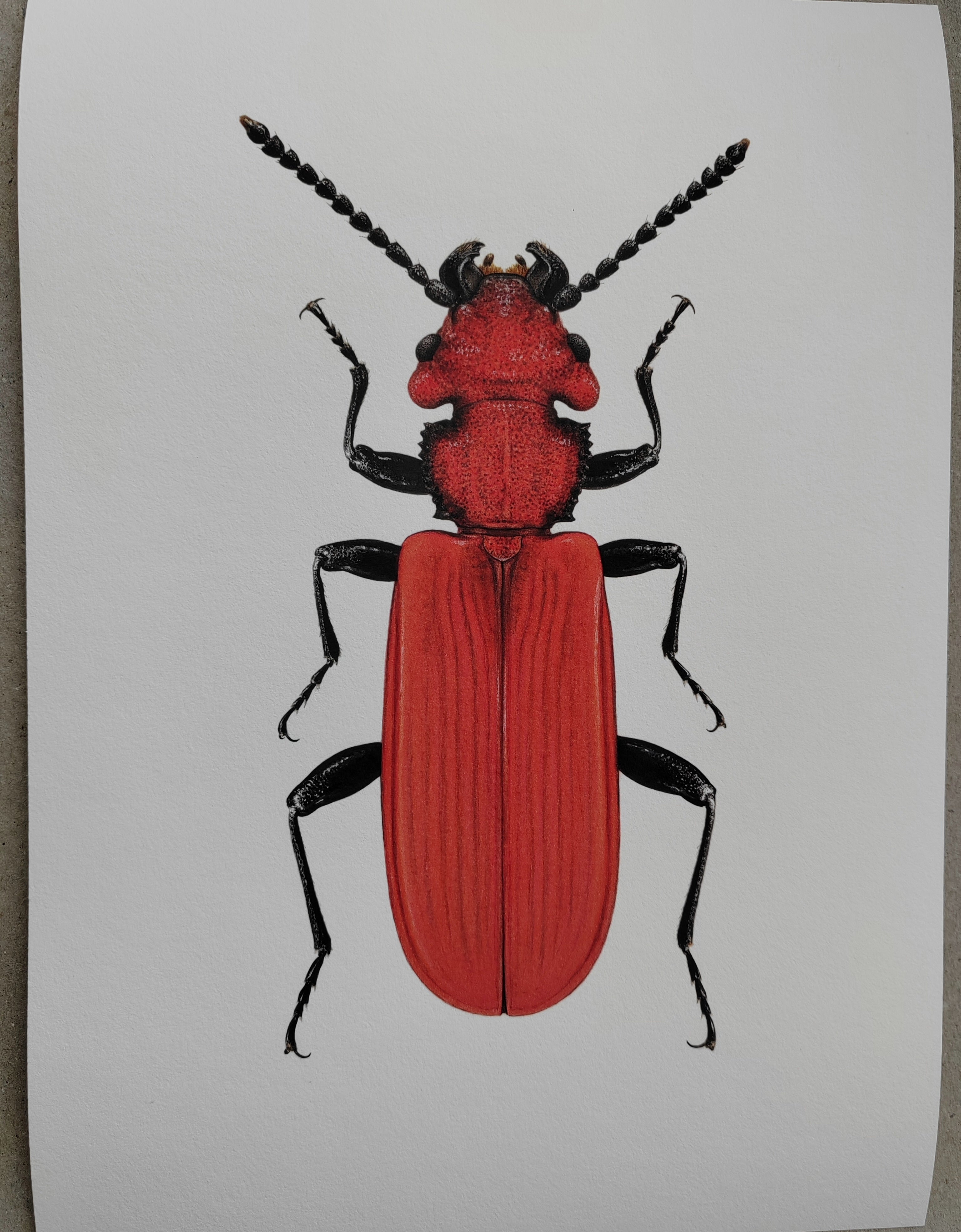 Cucujus cinnaberinus, flat bark beetle A4 size limited edition art pri ...