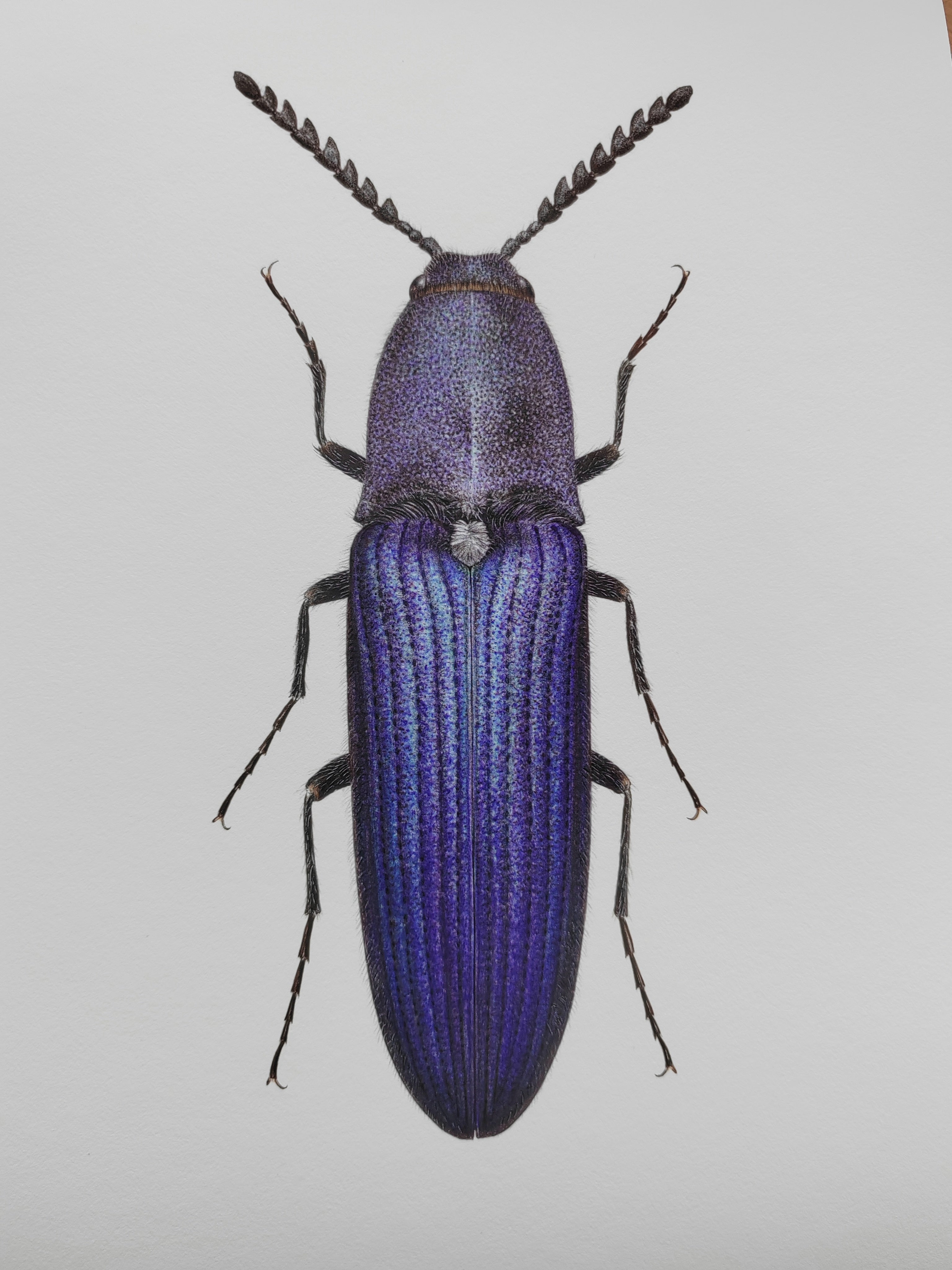 Limoniscus violaceus, Violet click beetle A4 size limited edition art ...